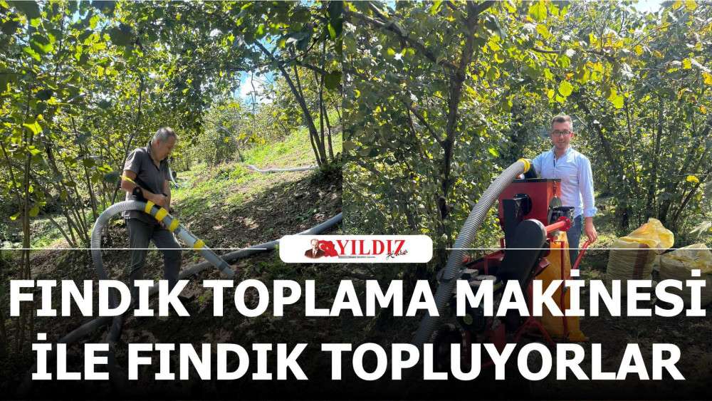 Fındık toplama makinesi ile fındık toplamaya başladılar